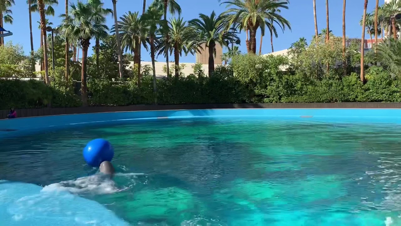 Mirage Resort Dolphin Habitat - YouTube