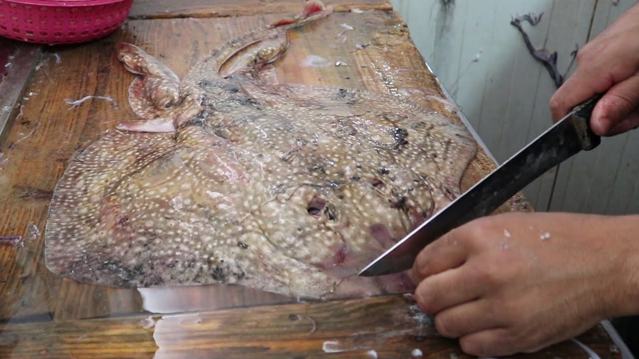 Cutting and Filleting Big Stingray Skills - Seafood Professional ...