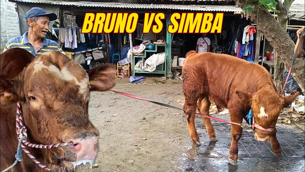 SIMBA ADIK ASOKA SANG JUARA YANG MAKIN MEMPESONA‼️MIRIP SAPI BRUNO YA ️ ...