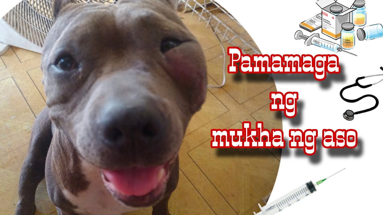 Pamamaga ng mukha ng aso ( swollen face) - YouTube