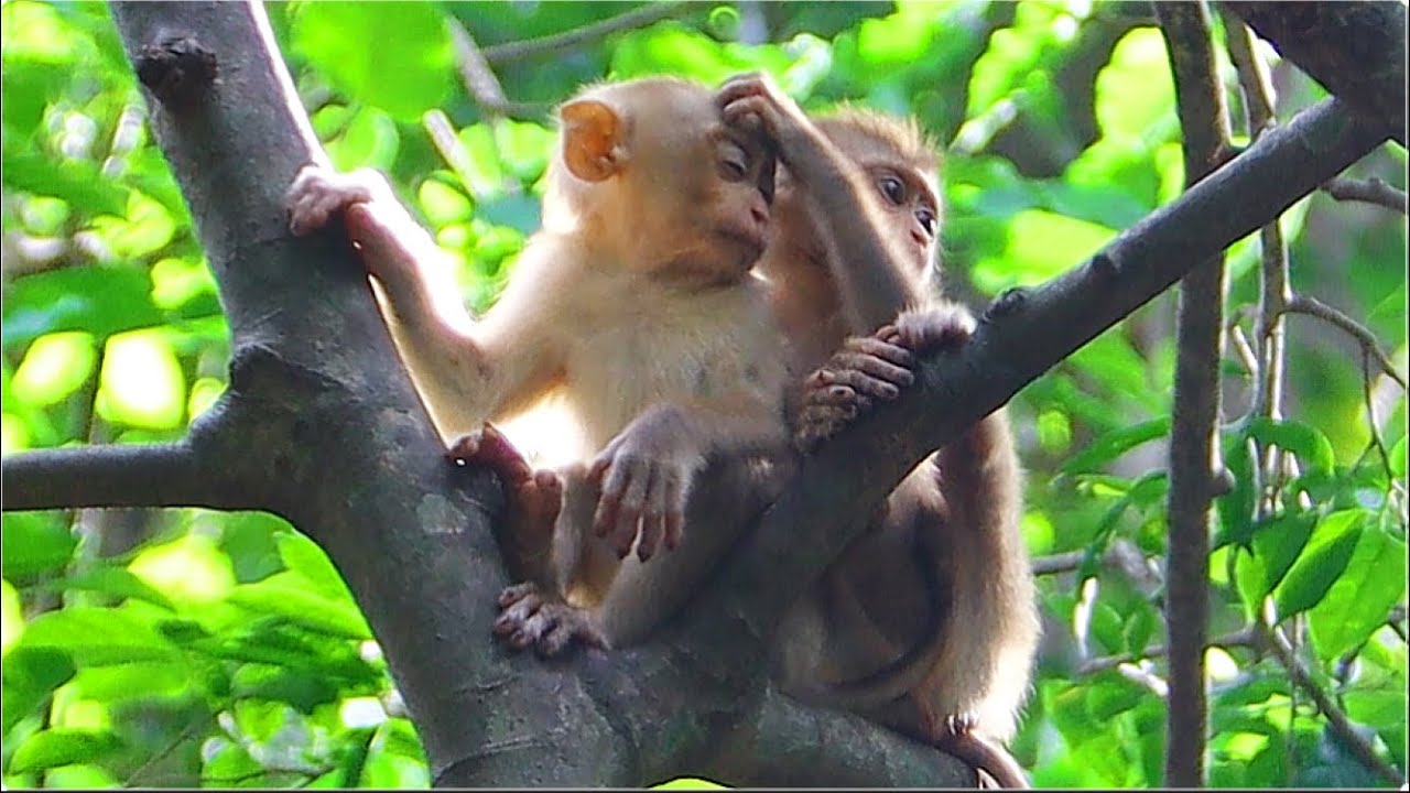 Reality evening : Cute baby Zuri Unhappy with baby Jovi that came H_inder it & Amanda - YouTube