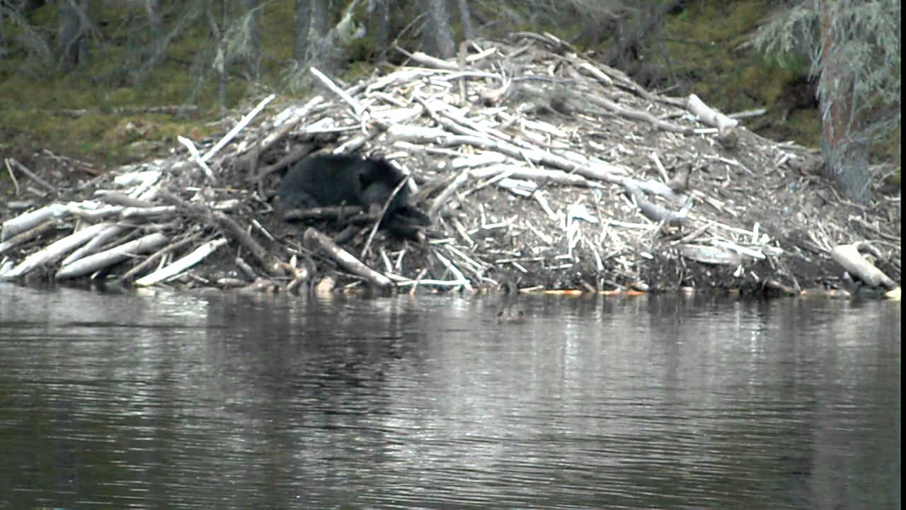 Bear vs Beaver - YouTube