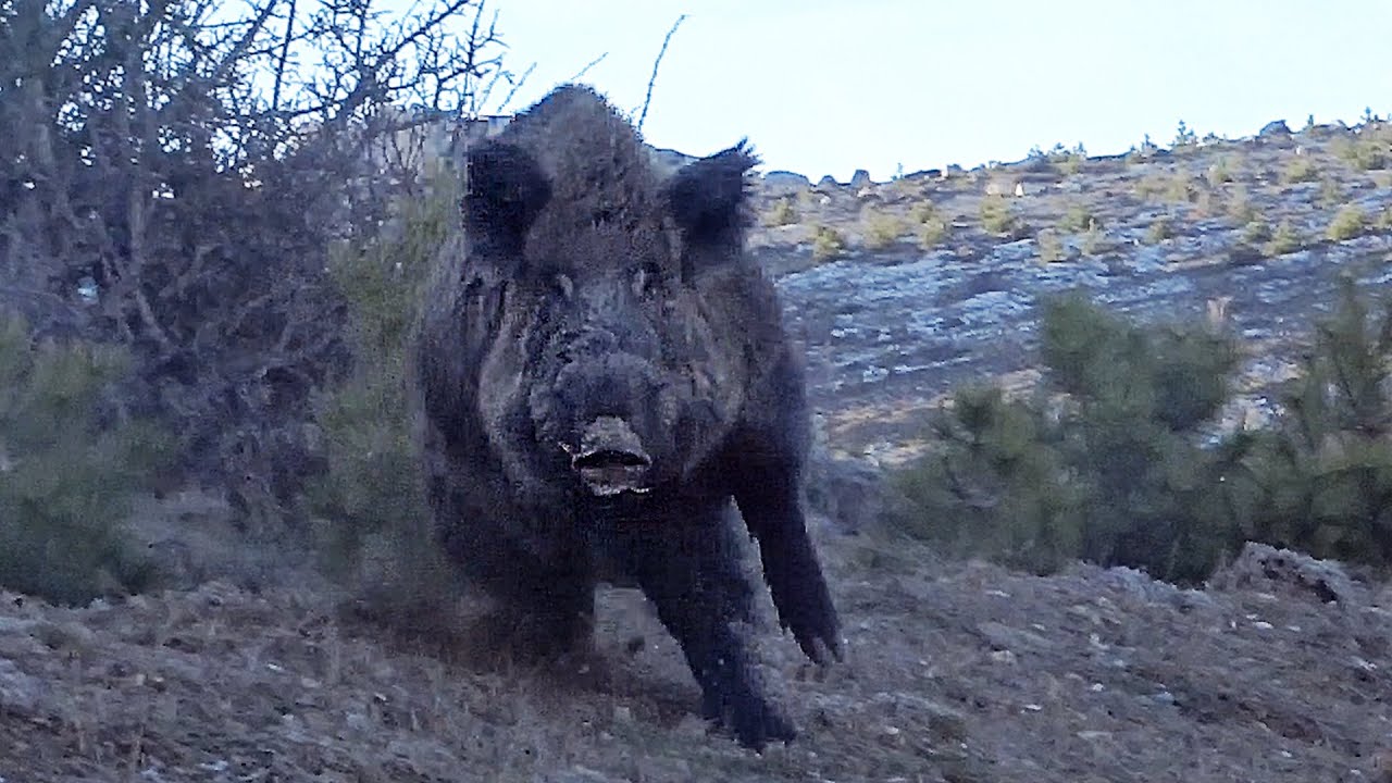 YABAN DOMUZU AVI- YOZGAT , AWESOME WILD BOAR HUNTING IN TURKEY, HOG ...