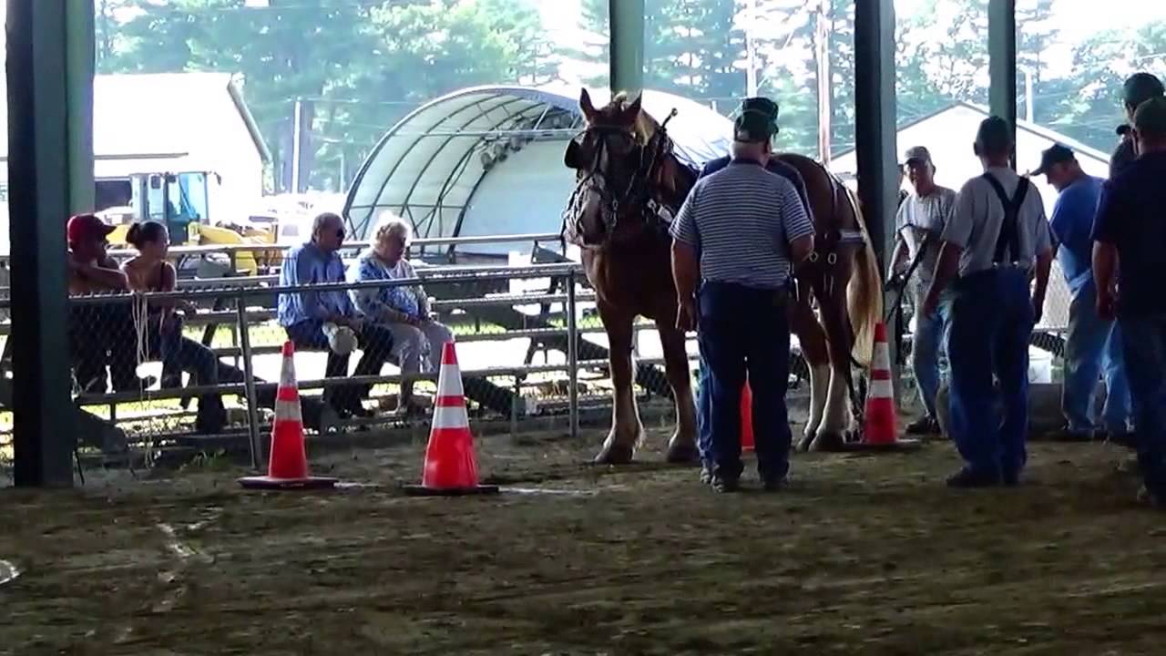 Fair Horse Twitching Compilation Videos - YouTube