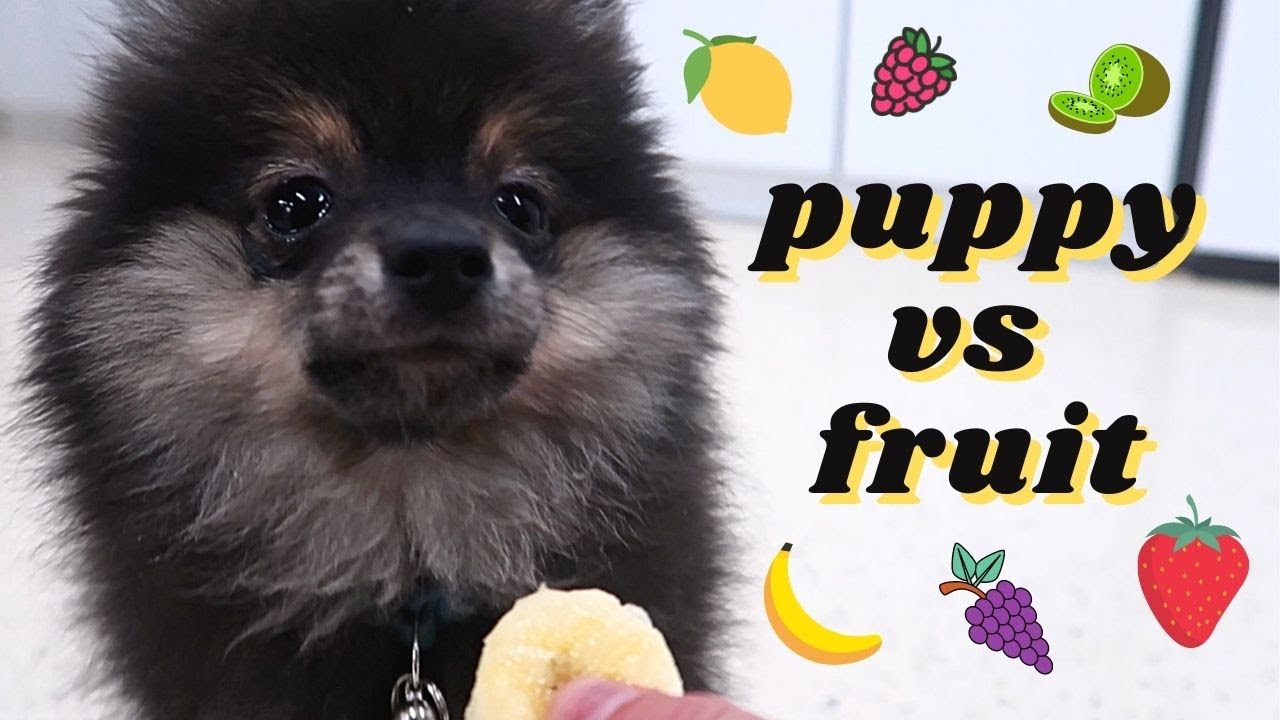 ADORABLE PUPPY tries FRUIT for the FIRST TIME!! *so cute* - YouTube