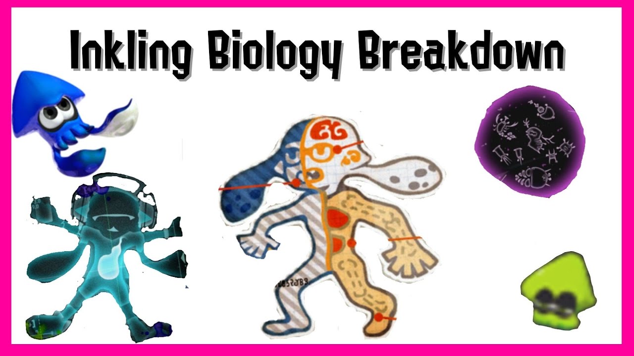 A Basic Inkling Biology Breakdown - YouTube