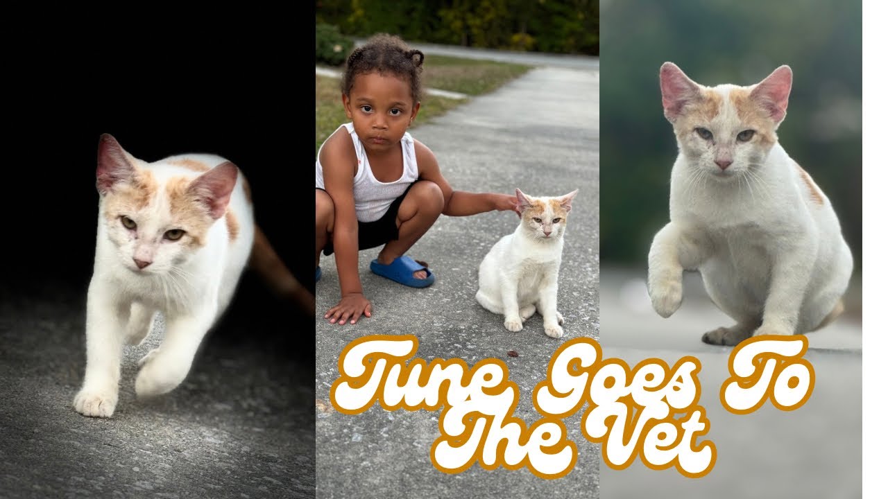 WE TOOK TUNE TO THE VET AND GUESS WHAAAATTTTT!! #neciiann #catvideos # ...