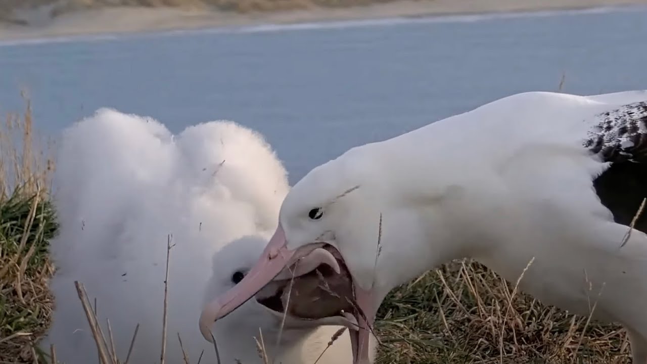 Male Albatross Unloads Octopus While Feeding Big Meal To Chick | DOC ...