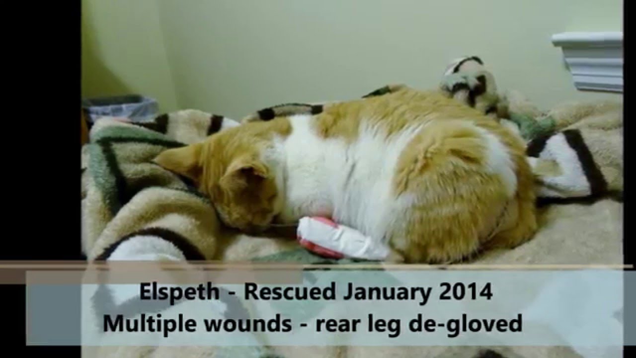 Rescued Cats and Kittens - Before and After - YouTube