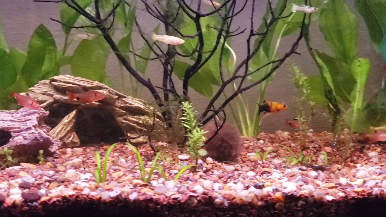 70 gallon tall freshwater community tank - YouTube