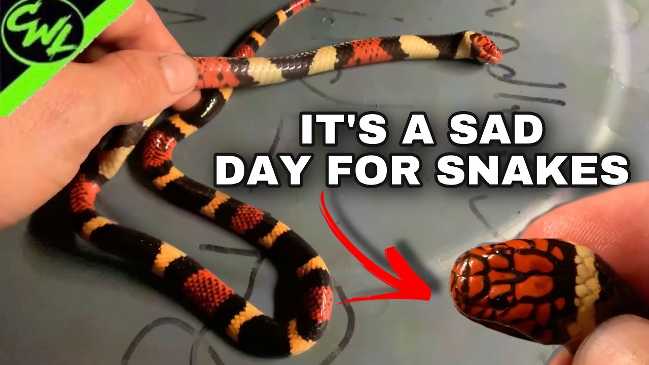 We Lost Carl The Coral Snake :( - YouTube