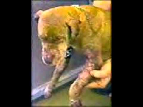 Animal Abuse PSA - YouTube
