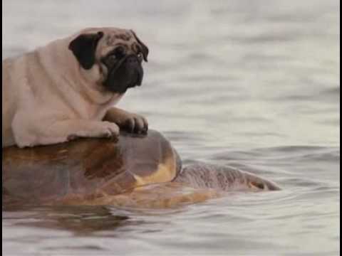 Milo & Otis - Otis rides a turtle to shore - YouTube