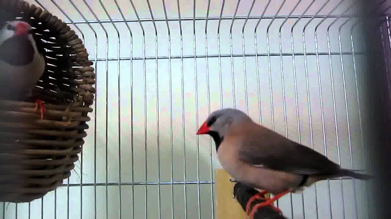 Shaft tail finches birds - YouTube