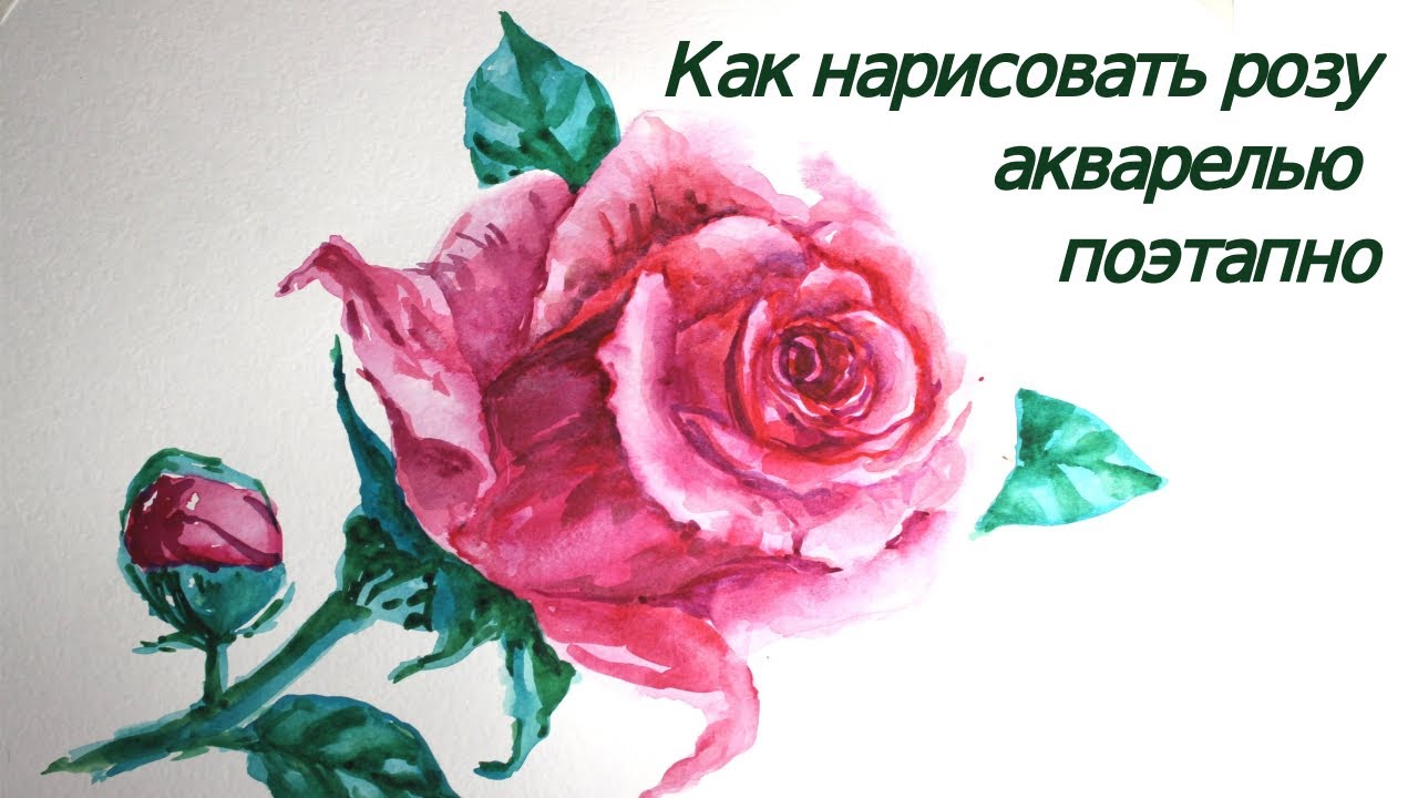 Как нарисовать розу акварелью поэтапно Youtube