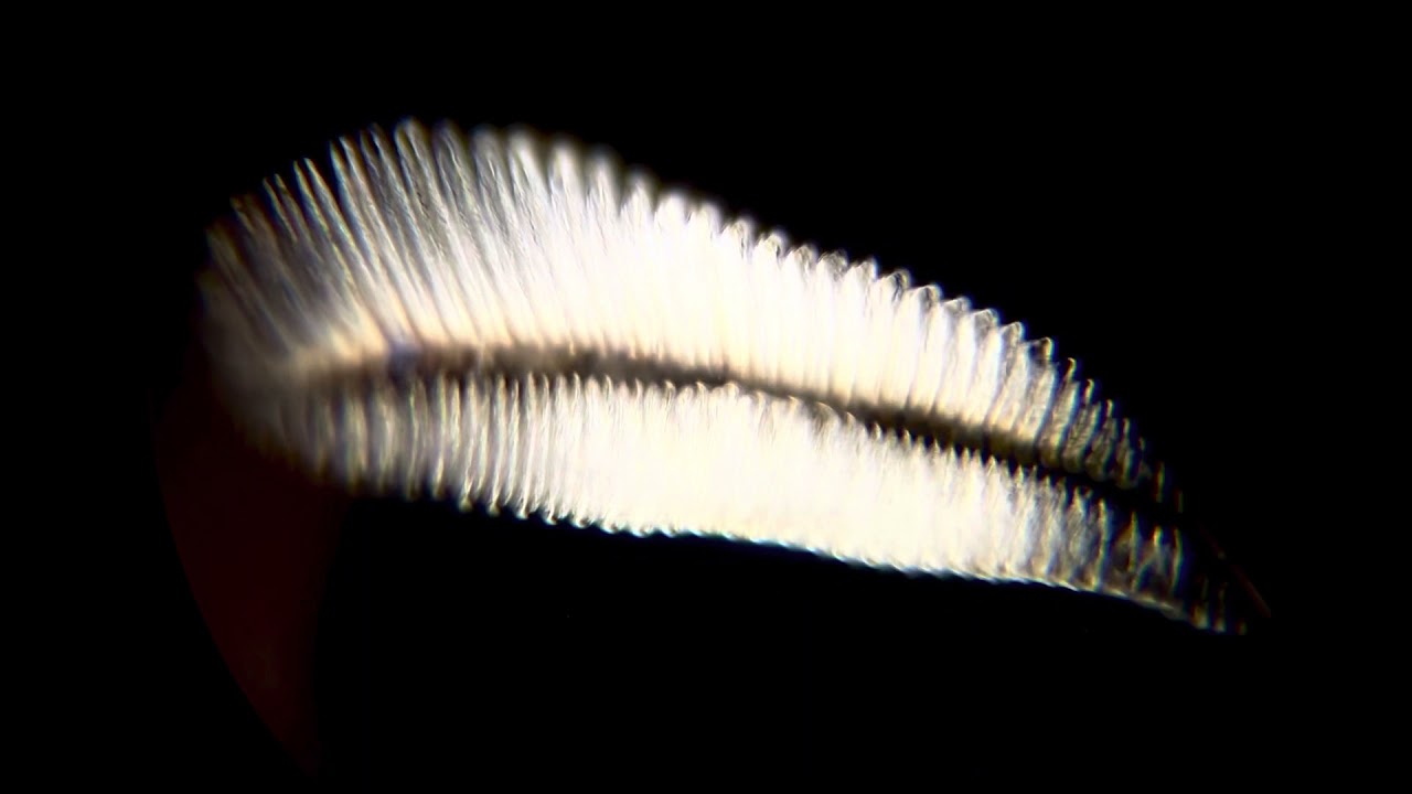 Unidentifiable object (Mediterranean Sea, 2mm) - YouTube