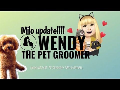Milo poodle update!!! - YouTube