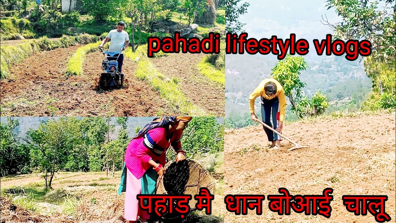 धान बोआई||आज हमने बोये खेत मै धान 🚜 से ️ pahadi lifestyle vlogs @deepa ...