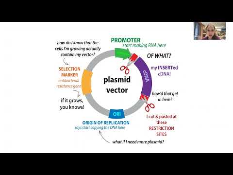 How To Design Plasmid Vector