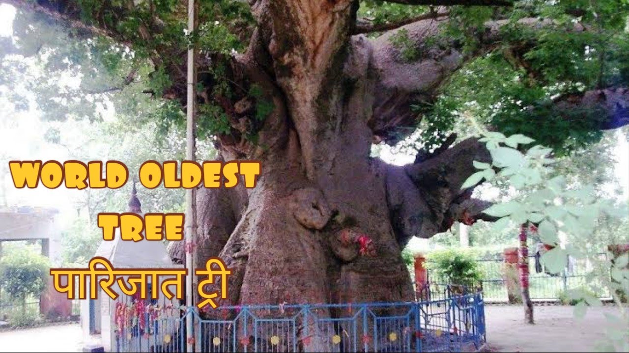 5000 Year's Old Tree 😯 (पारिजात ट्री) World oldest tree in India vlog ...