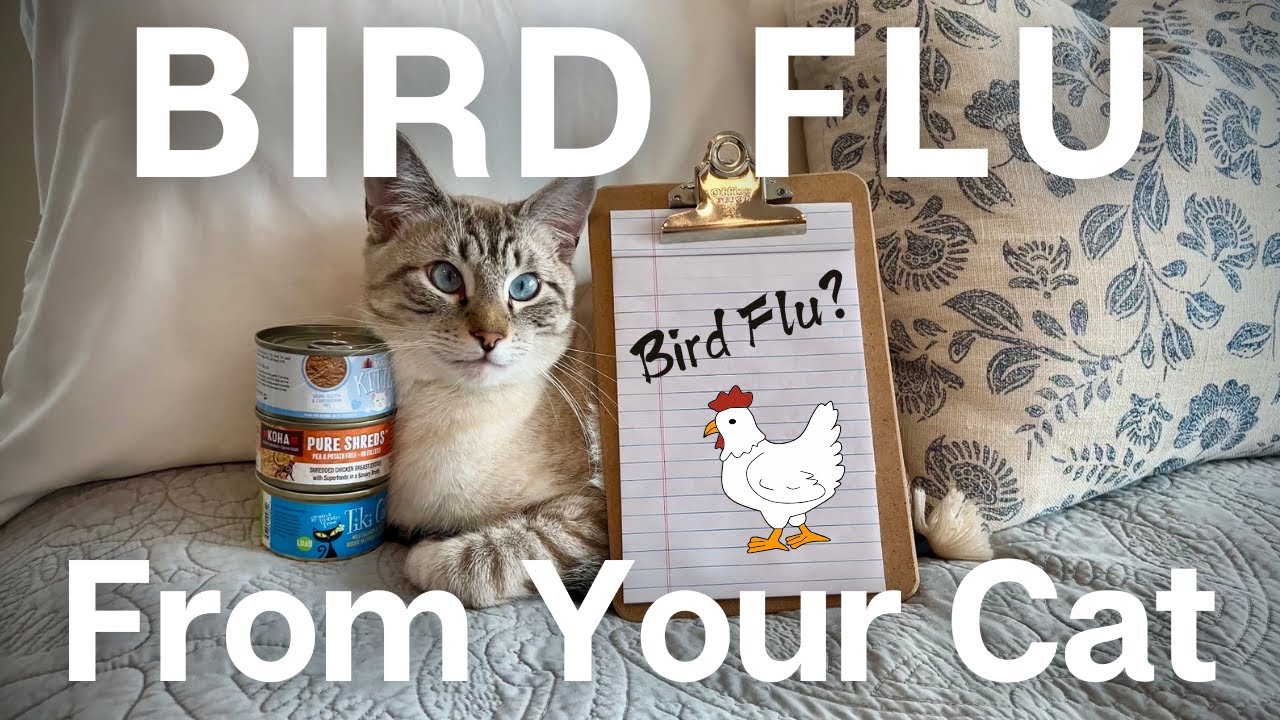 BIRD FLU and your CAT! Stay safe from Avian Influenza & cat ...