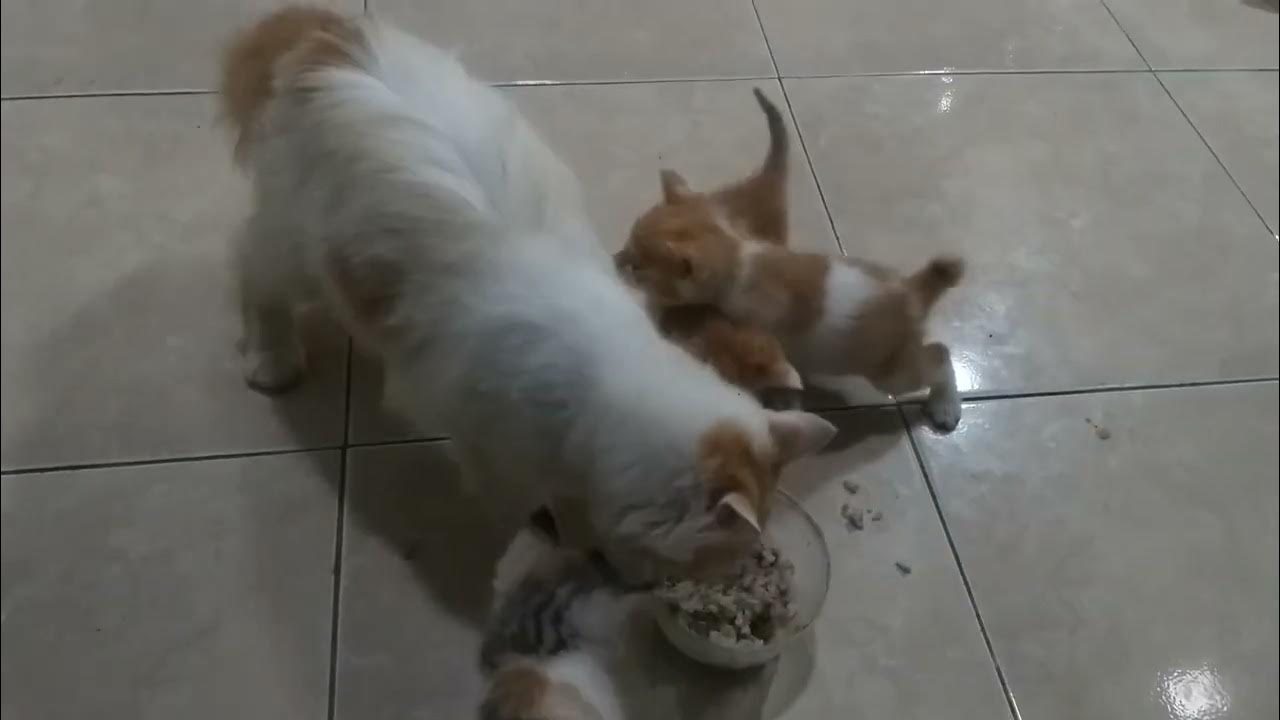Aksi Lucu Anak Kucing Minum Susu Berdiri || Kitten Drinks Milk While Standing, Hilarious Action ...