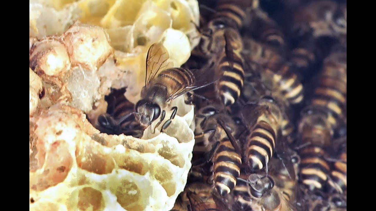 Asian Honey Bee Colony - Drones - YouTube
