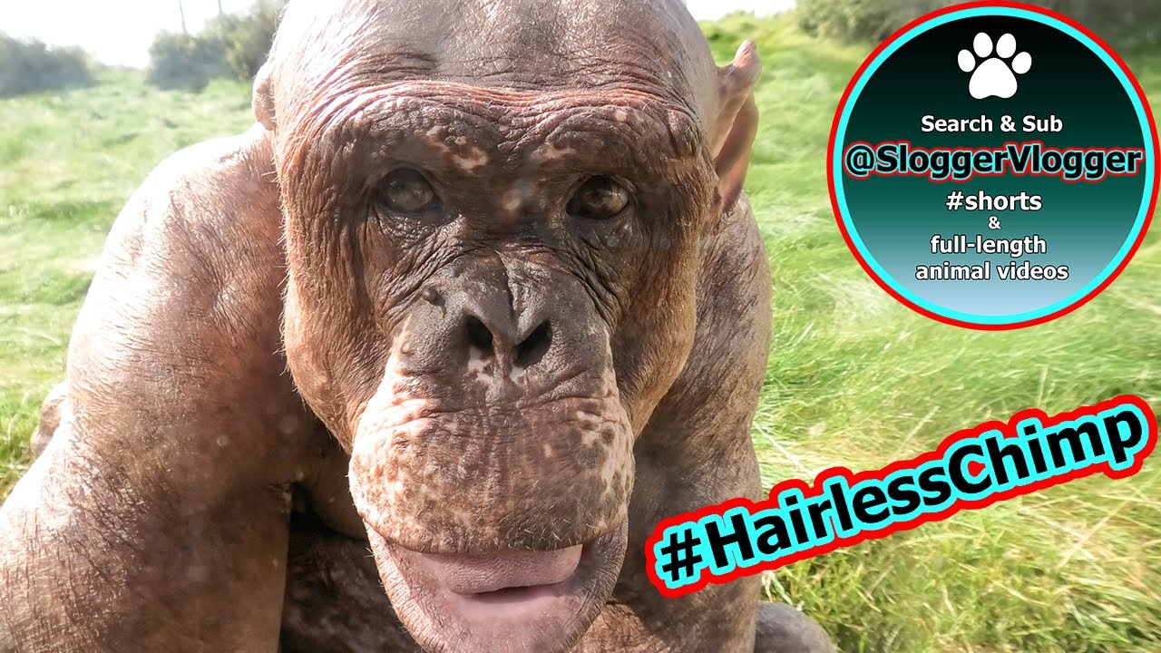 Jambo the Hairless Chimp's Window Snogging - YouTube