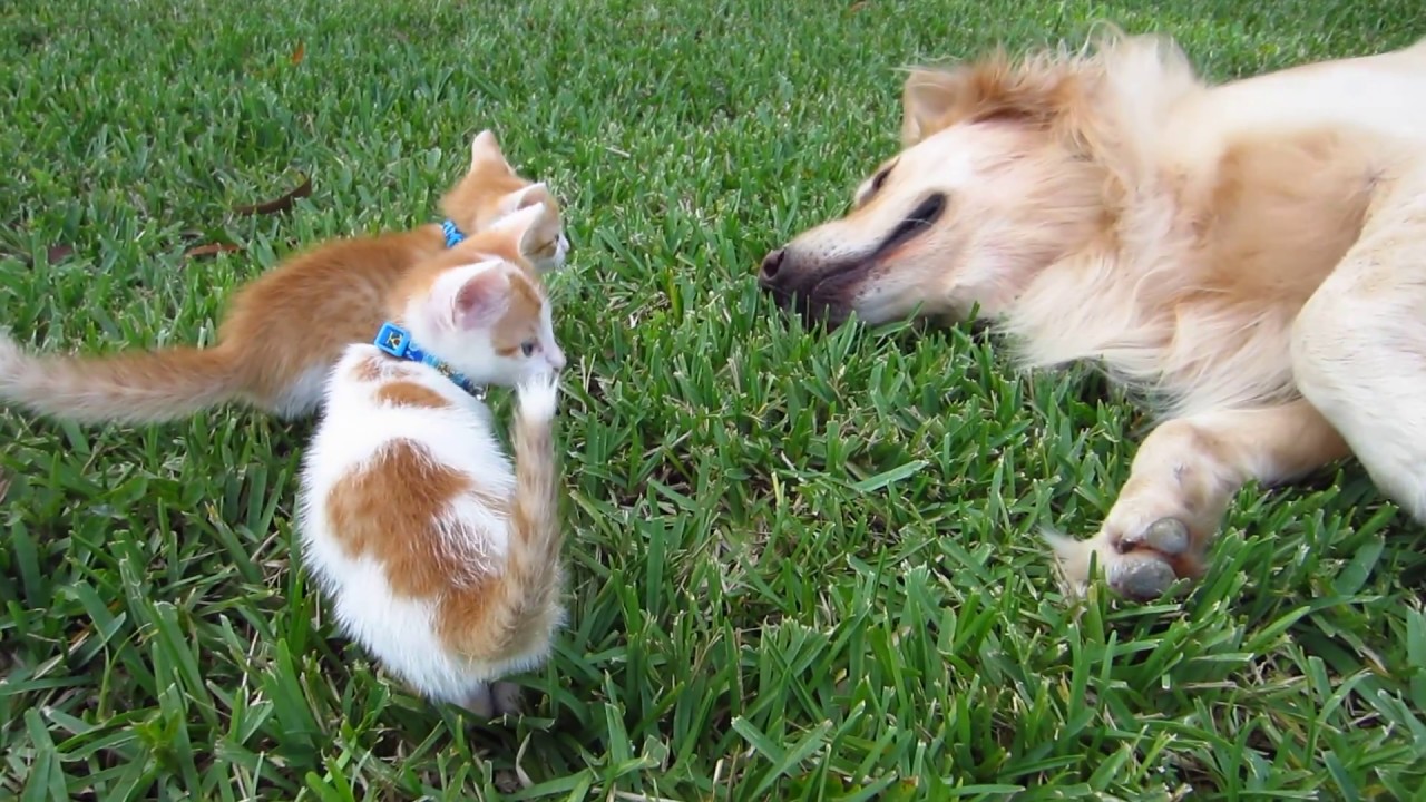 Two Kittens Watching Crazy Dog Rolling Around & Scooting on the Grass ...