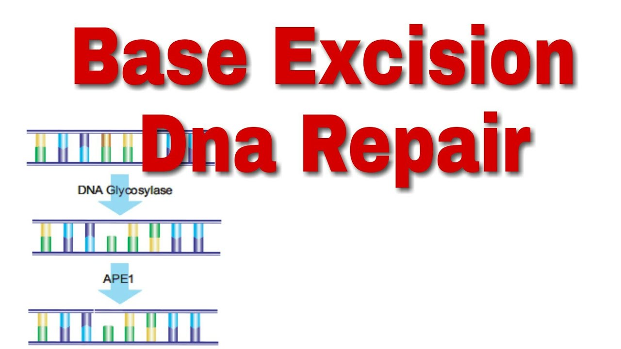 Base excision repair / BER - YouTube