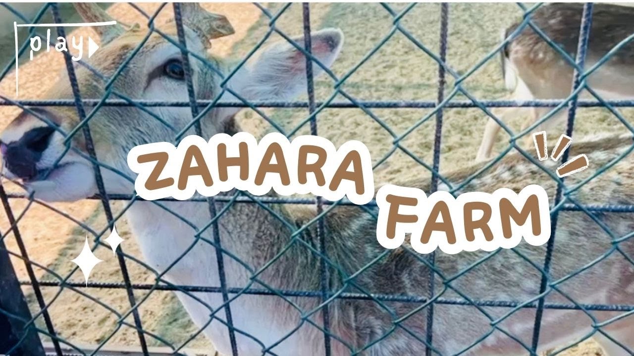Zahara Farm | Must Visit place in Kuwait Zahra Farm Abdalli 🌿🐴 - YouTube