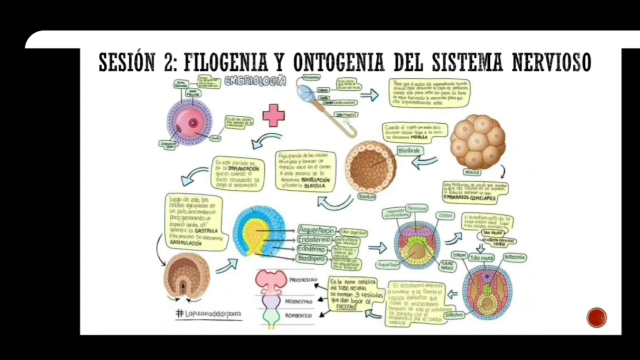 VIDEO EXAMEN PARCIAL patricia lazo - YouTube