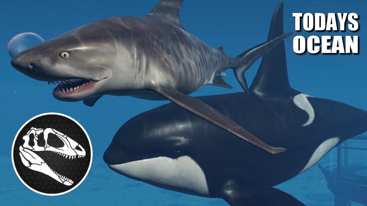 Today's Ocean Life - Dolphin, Orca, Tiger Shark & Whale Shark - JWE 2 ...