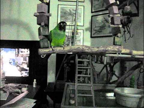 Nanday Conure - Gizmo - talking - YouTube