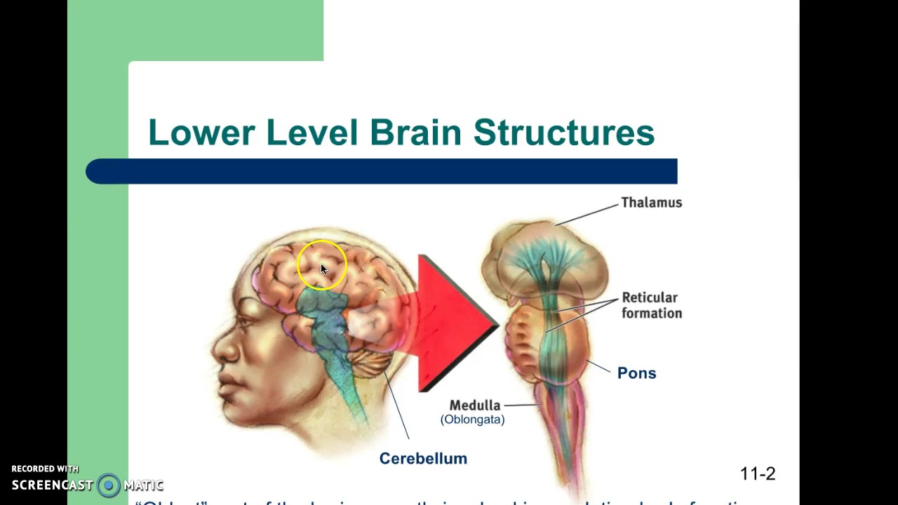 Lower Level Brain Structures YouTube lower-level-brain-structures-youtube
