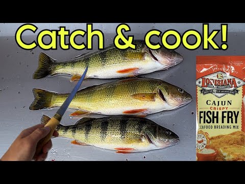 Perch Catch and Cook! - YouTube