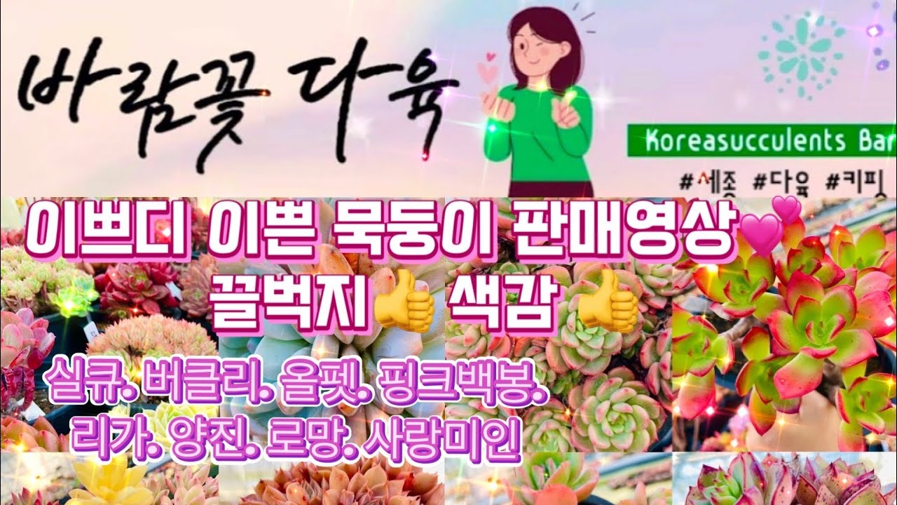 5월 10일 ️세종 바람꽃다육식물원 ️이곳이 묵둥이 천국이구나😘다육 다육이 다육판매 다육식물 스위트다육 다육이키우기