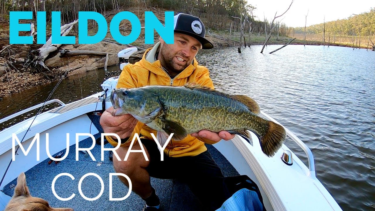 FINALLY! - My first Lake Eildon Murray Cod! - YouTube