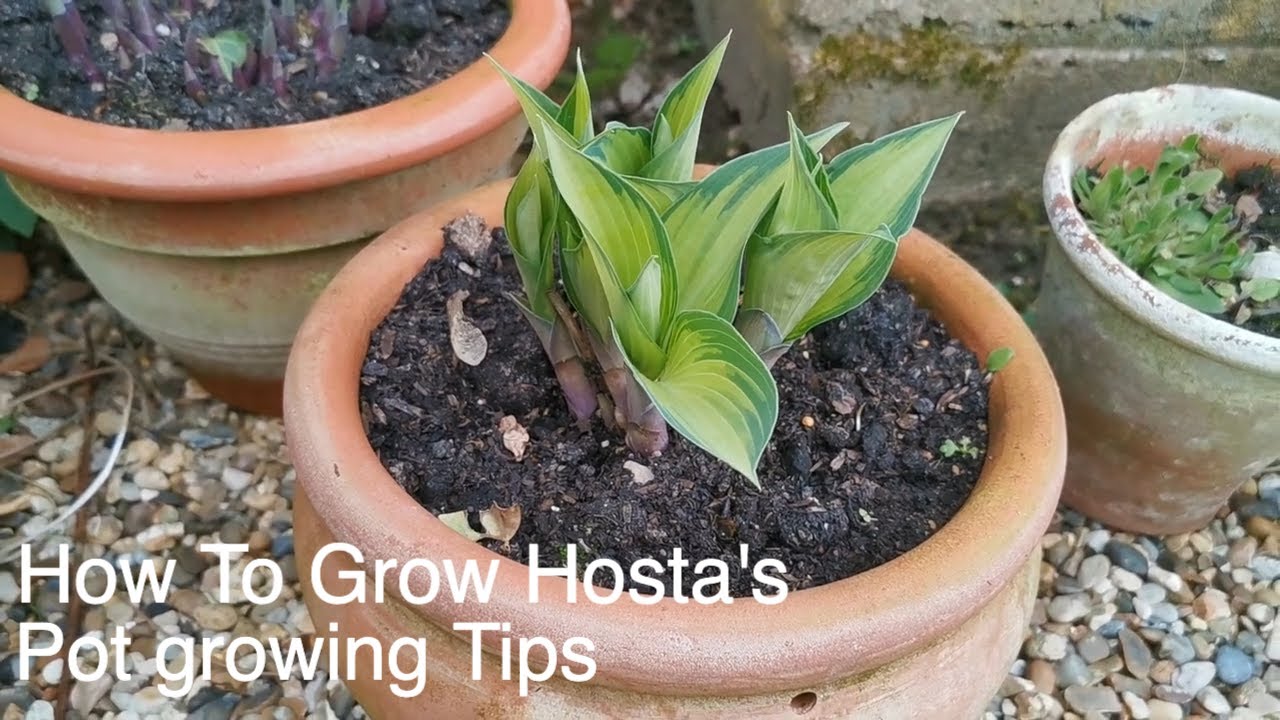 Pot Grow Hosta's Spring Tips for Success - YouTube