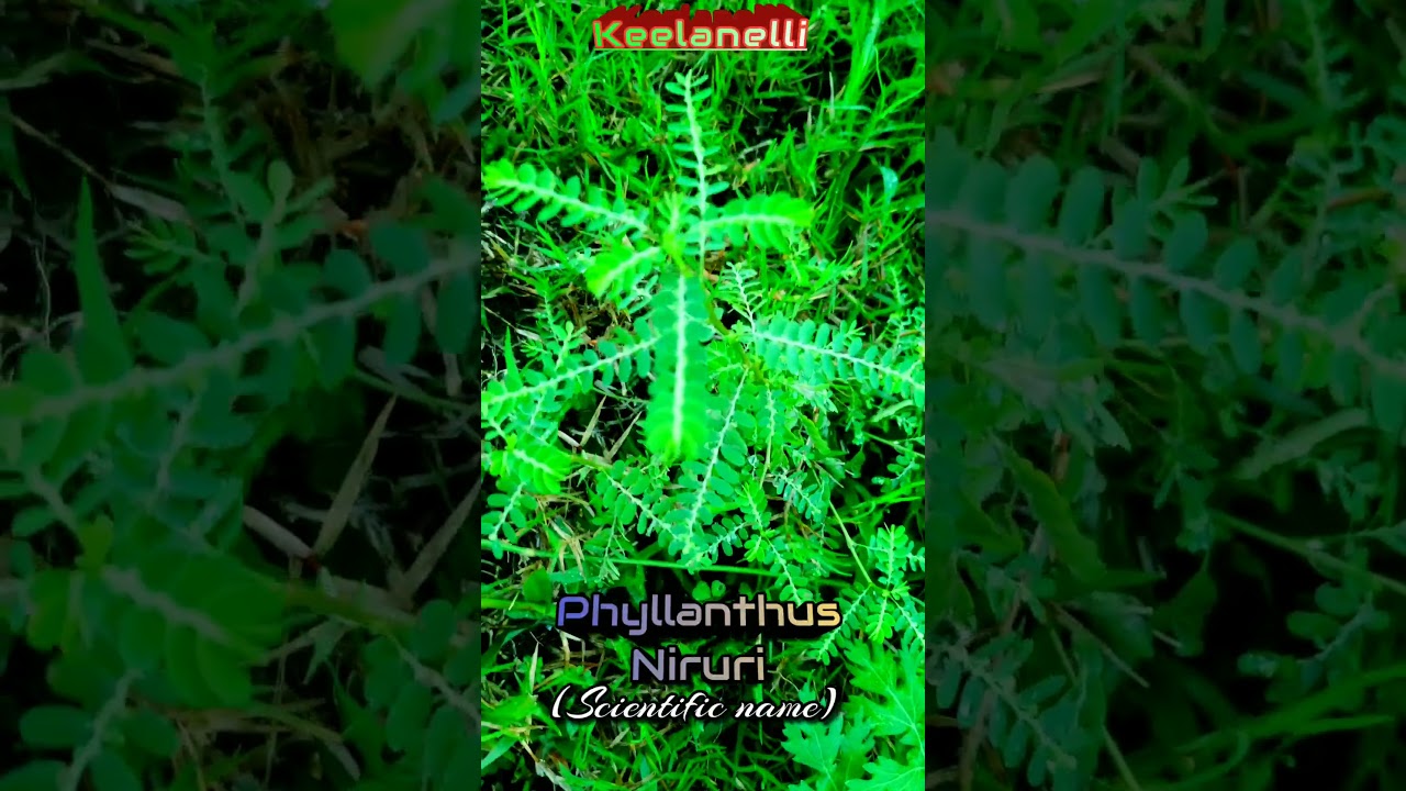 Keelanelli Plant Classification & Uses | Phyllanthus Niruri | Seed ...