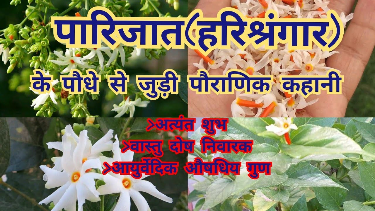 Parijata Flower Story In Hindi | Best Flower Site
