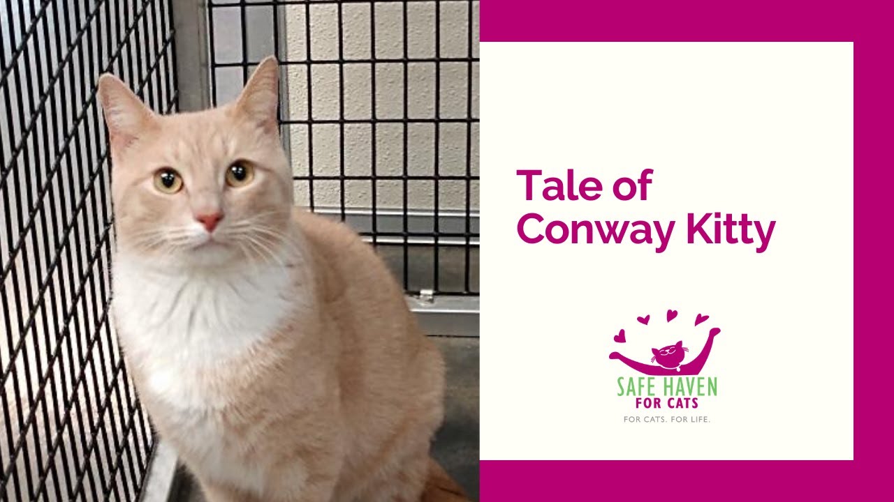 SAFE Haven for Cats - The Tale of Conway Kitty - YouTube