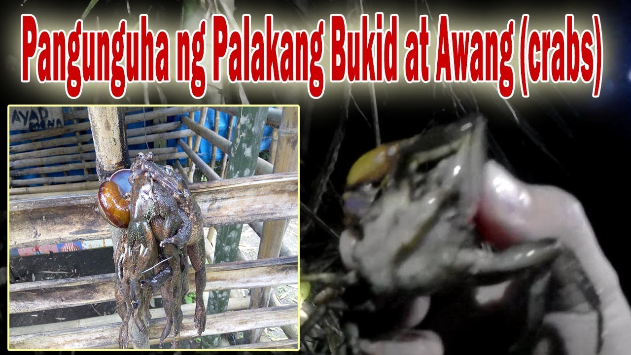 Simpleng Buhay Vlog Ep. 1: PANGUNGUHA NG PALAKANG BUKID AT AWANG (CRABS ...