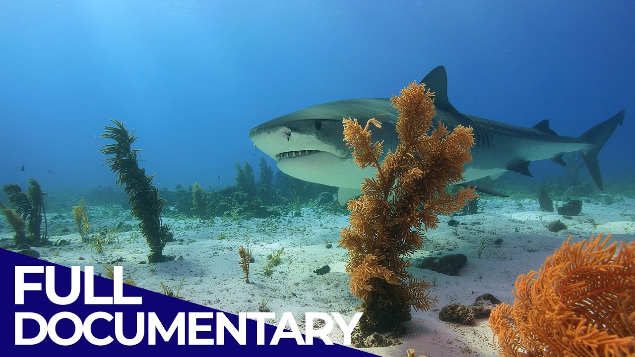 Saving Our Oceans - Changing Seas | Season 3 | FD Ocean - YouTube