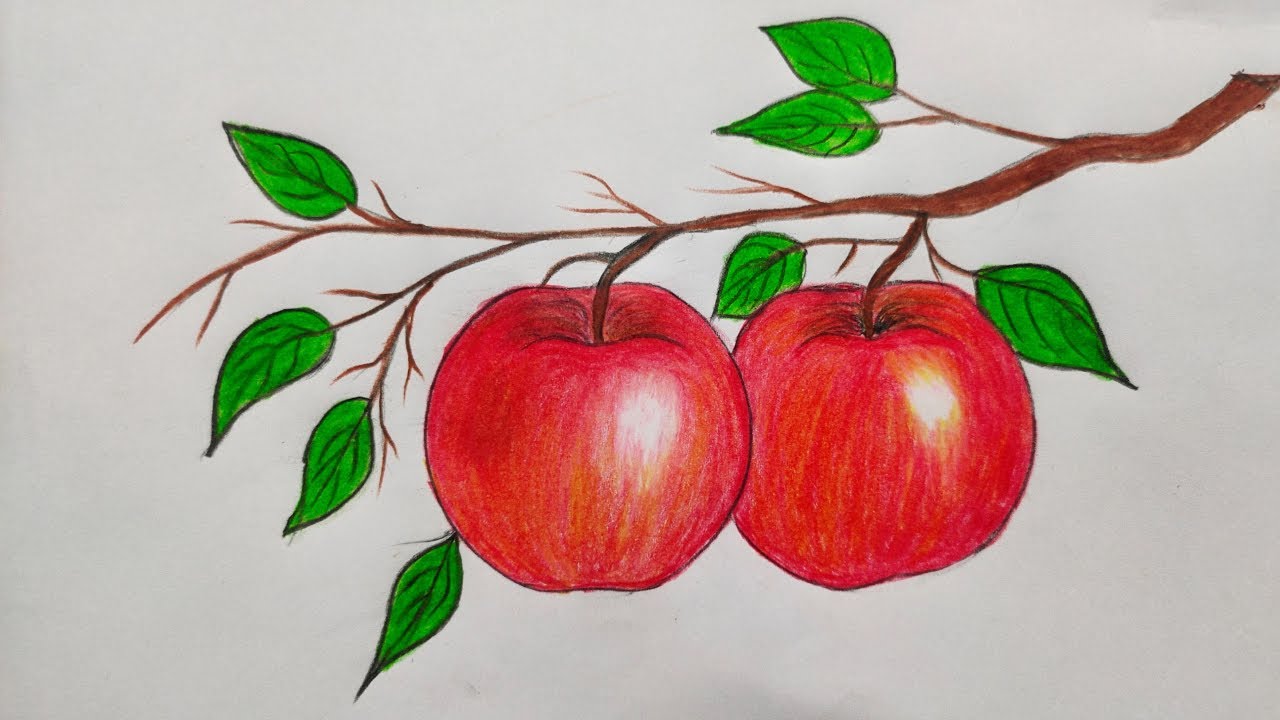 how to draw an apple easy // realistic apple drawing pencil // easy ...