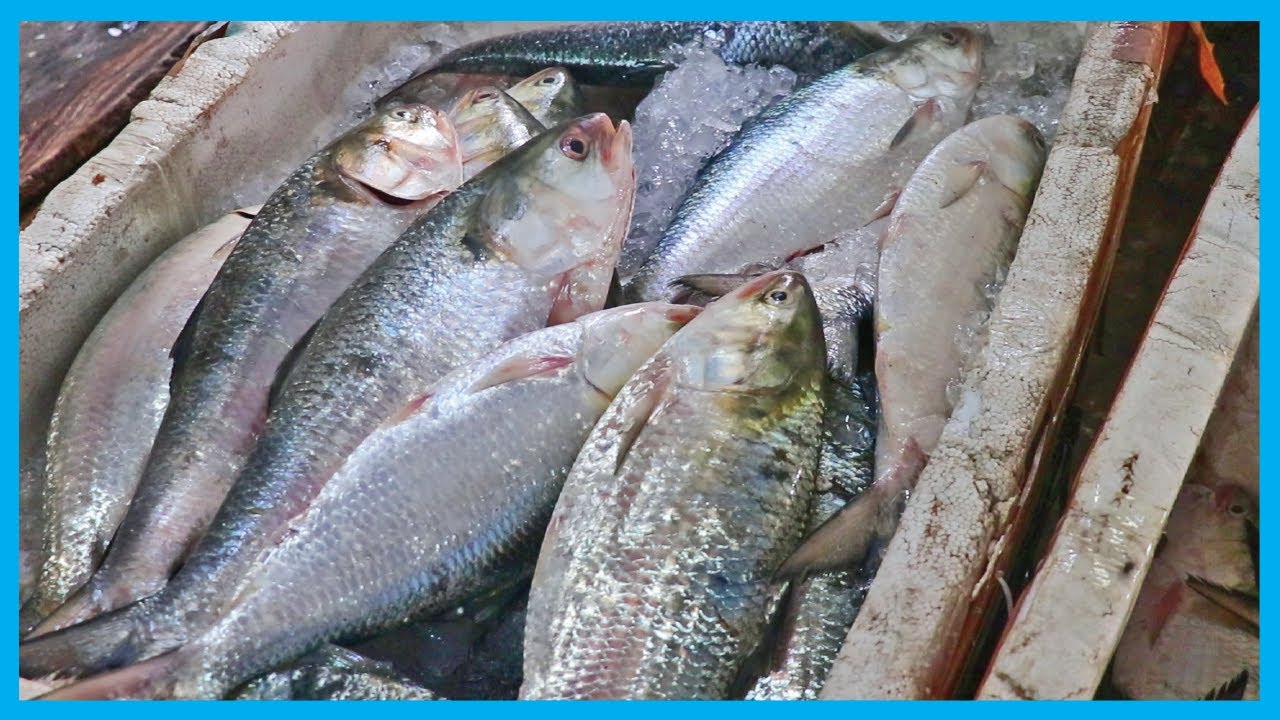 Biggest Hilsa Fish Market (Part 19) - Thousands of Big Hilsa | Fish ...