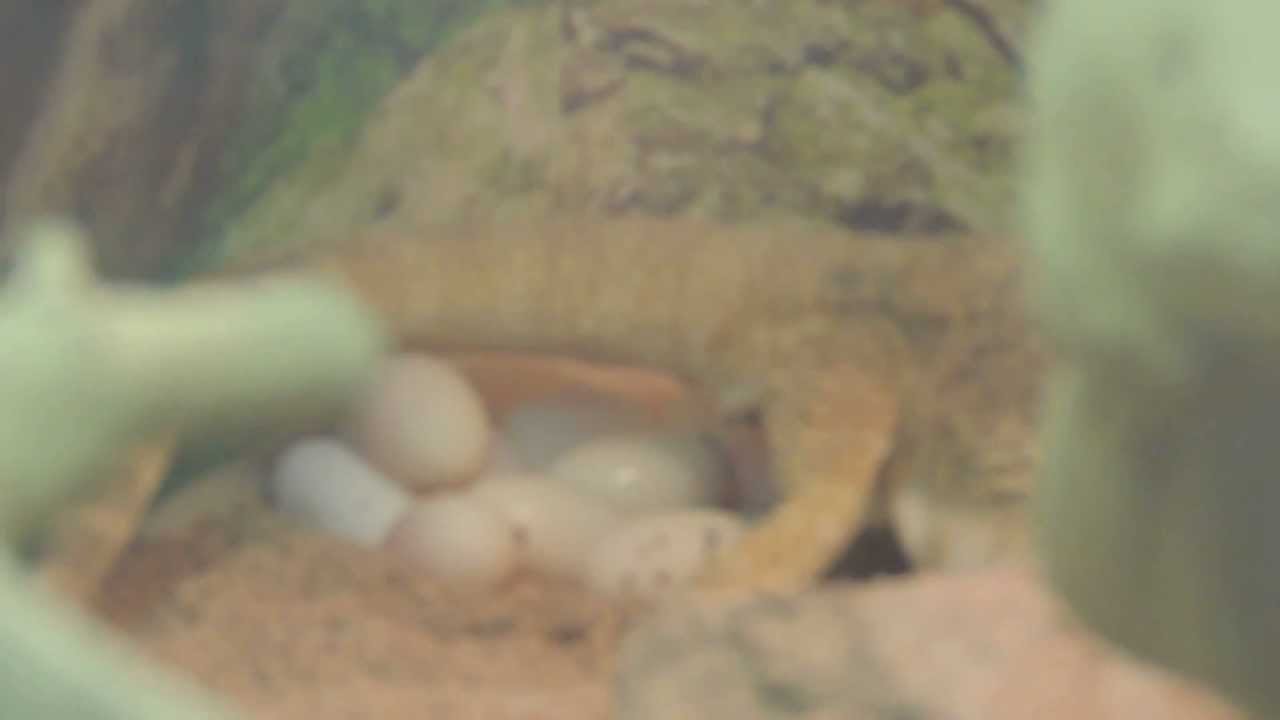 Bearded Dragon giving birth - YouTube