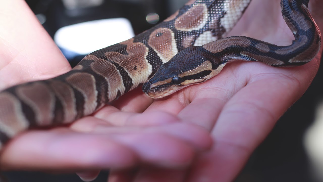 18 19 p1 Exquisite Corpse Poem RyanW - YouTube