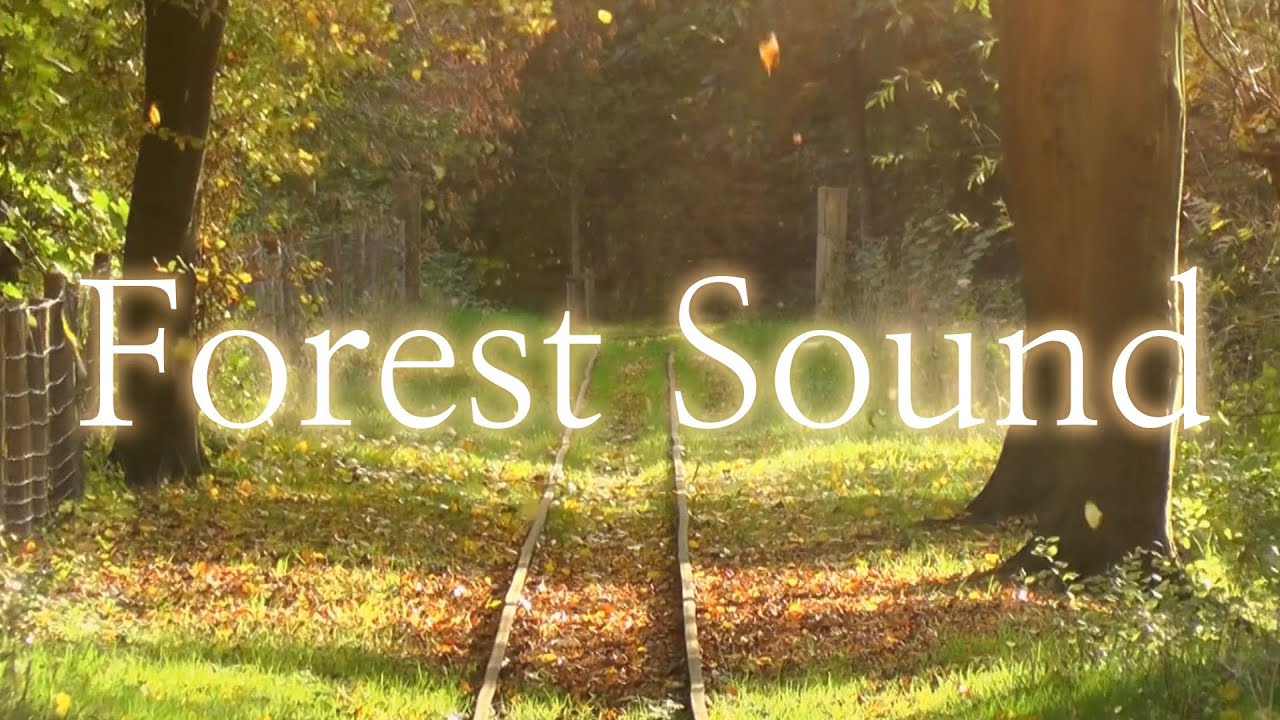 Forest Sounds | Woodland Ambience, Bird Song, Nature Song | 3 Hours ...