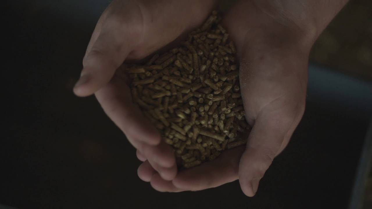 Sure Champ Show Feed Supplement - YouTube